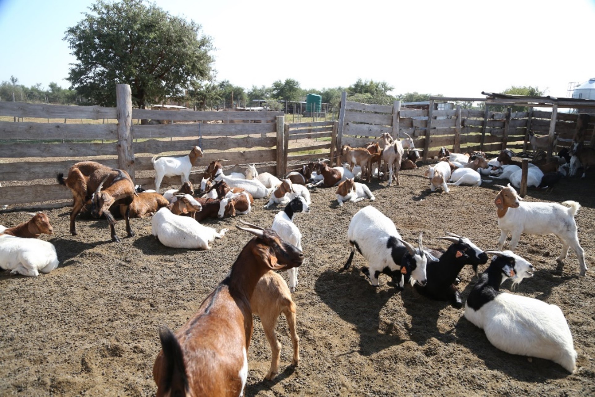 How livestock farmers can breakeven the global market?